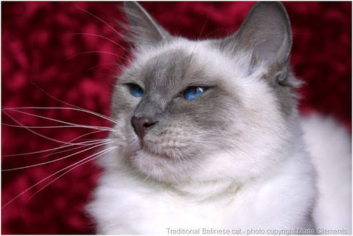 Kitty cats in my life: Siamese - Siam and Friends - Medium - Baby ...